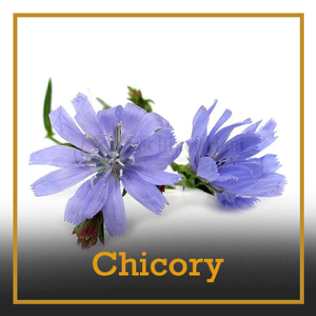 Chicory – Suchitrahari