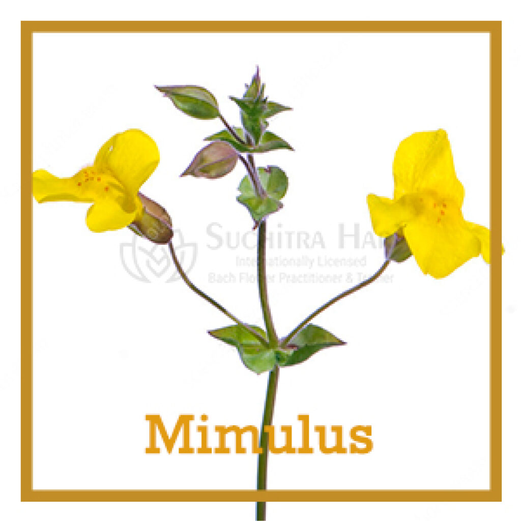 Mimulus – Suchitrahari