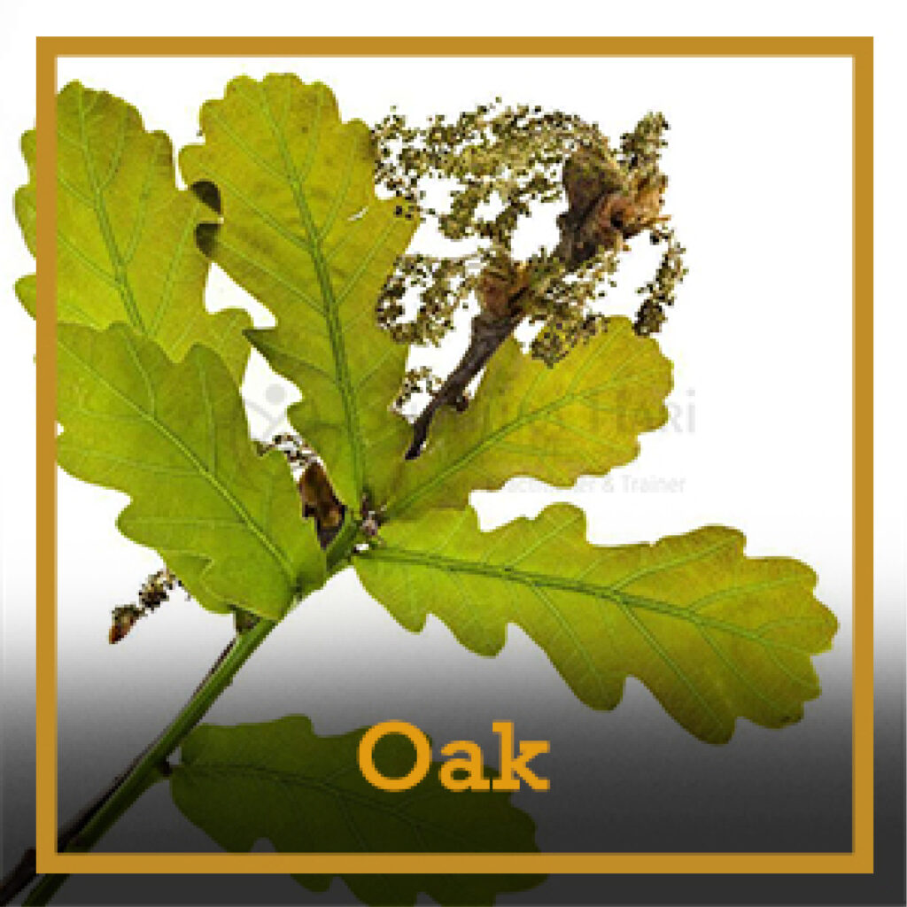 Oak – Suchitrahari