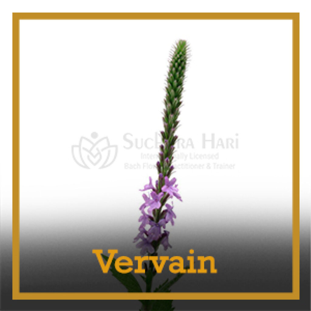Vervain – Suchitrahari